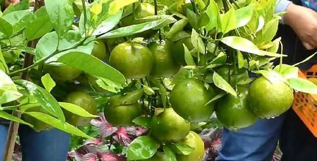 Sejarah Jeruk Garut, Perjalanan Buah Lokal Menjadi Komoditas Unggulan ...