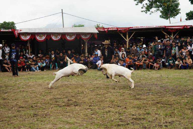 Kampung Domba Garut: Pesona Alam dan Keunikan Budaya di Garut ...
