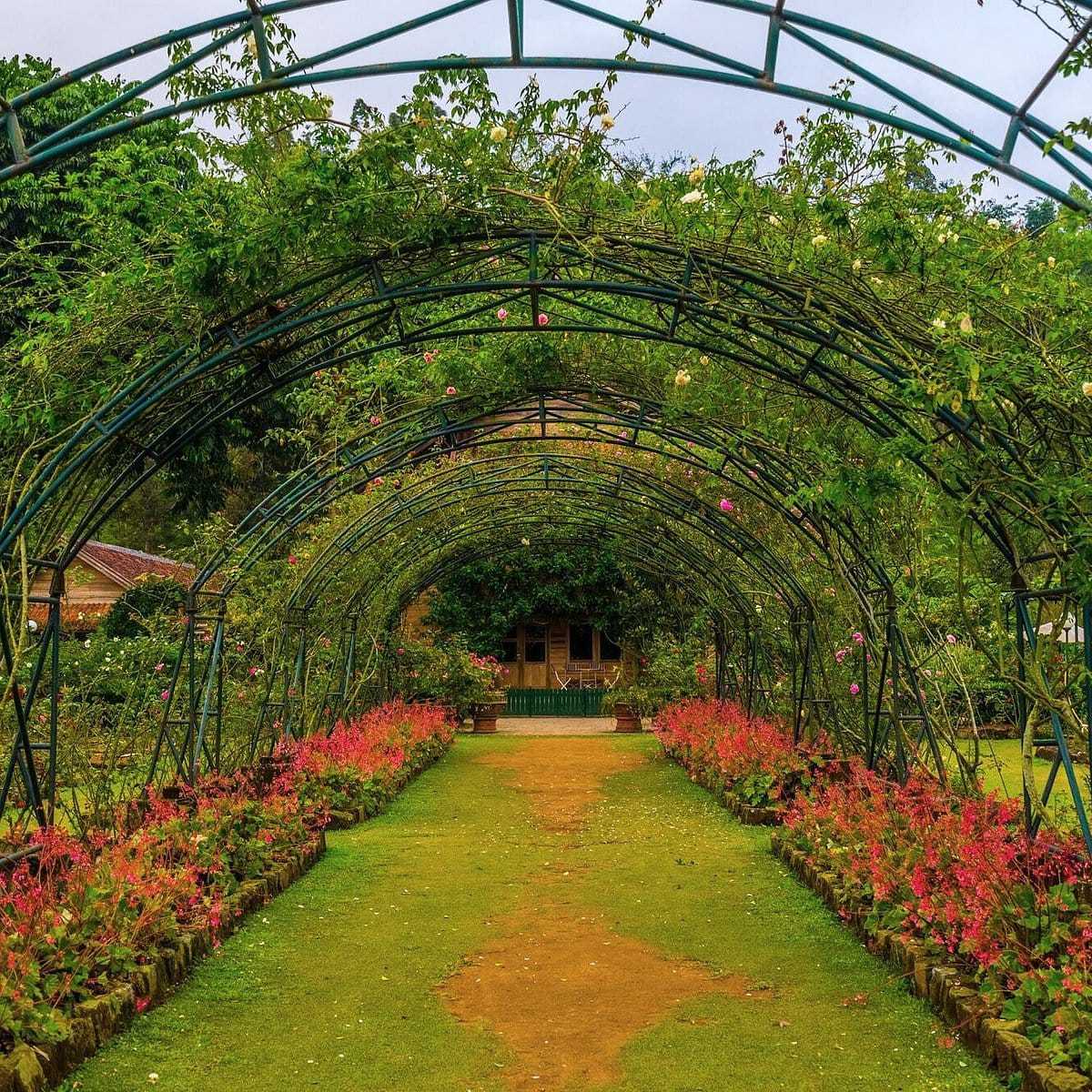 Kebun Mawar Situhapa di Garut: Surga Bunga yang Menawan | Infogarut.id