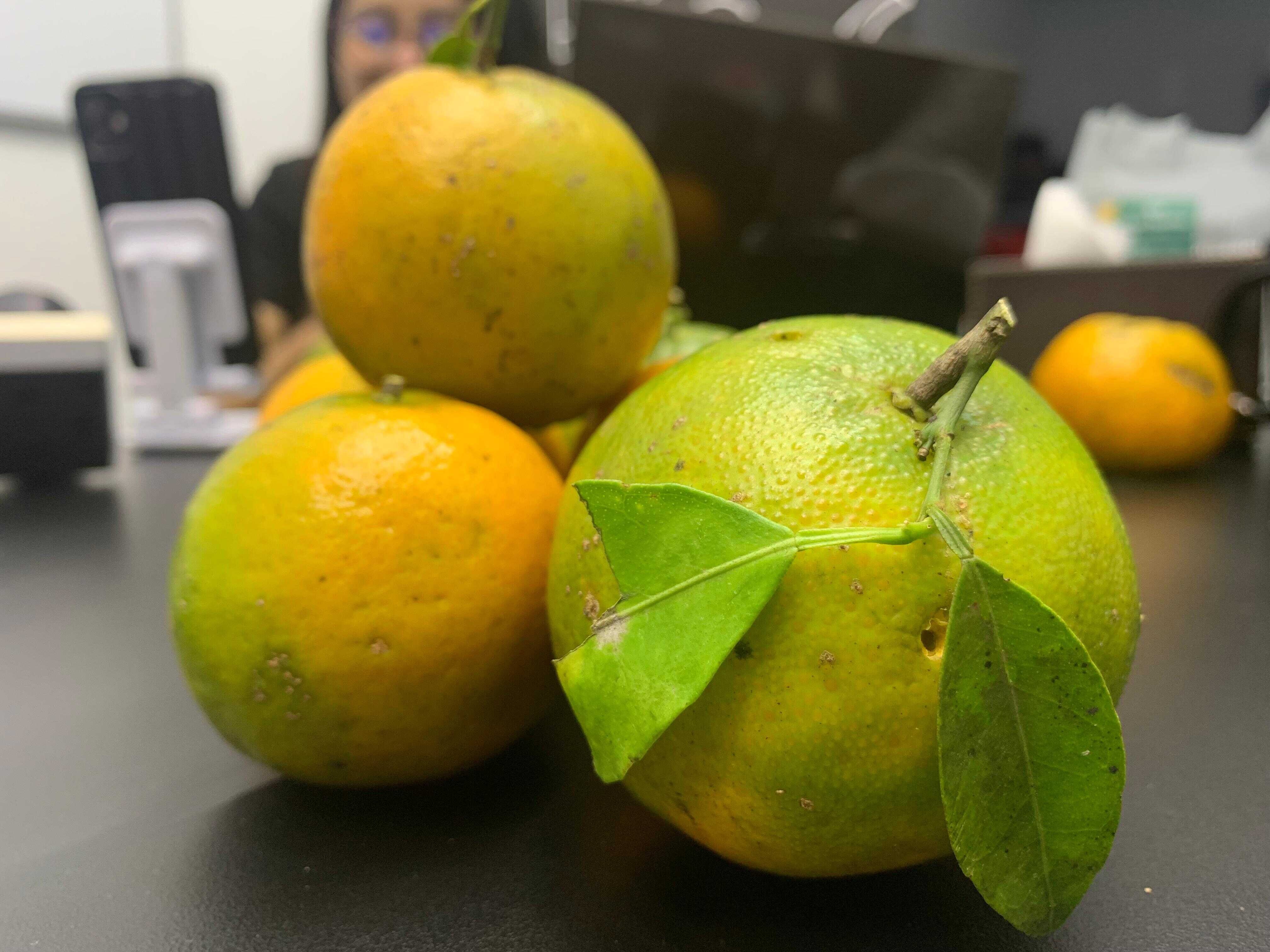 Mengenal Jeruk Garut, Si Lokal yang Pernah Jaya hingga Belanda ...