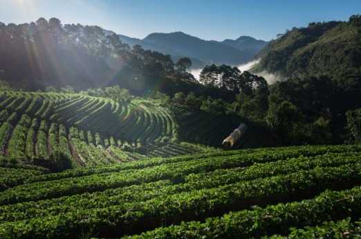 Rekomendasi Kebun Teh yang ada di Garut, Dimana Aja ya? | Infogarut.id