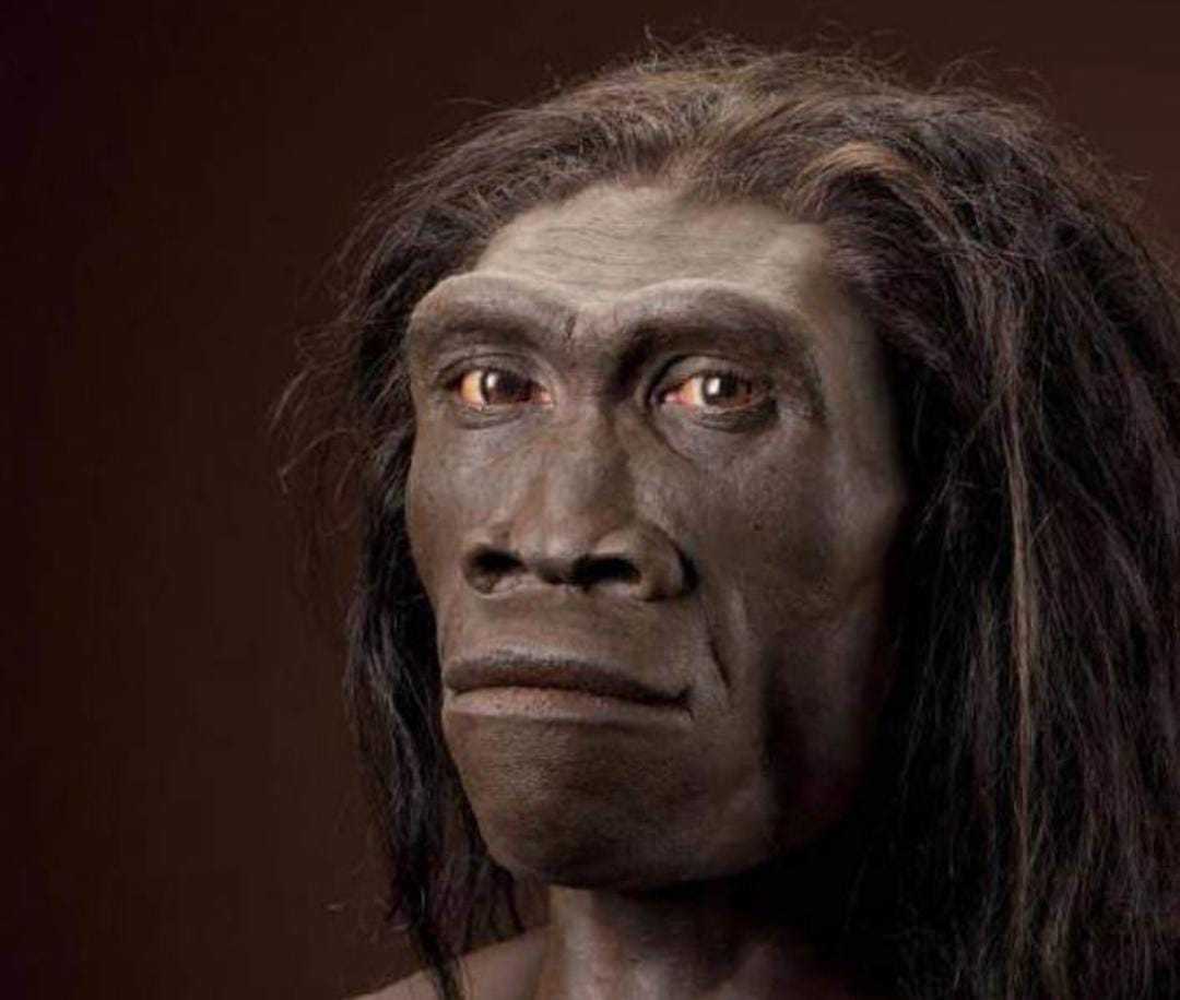 Belanda Janji Akan Kembalikan "Homo Erectus Jawa" ke Indonesia ...