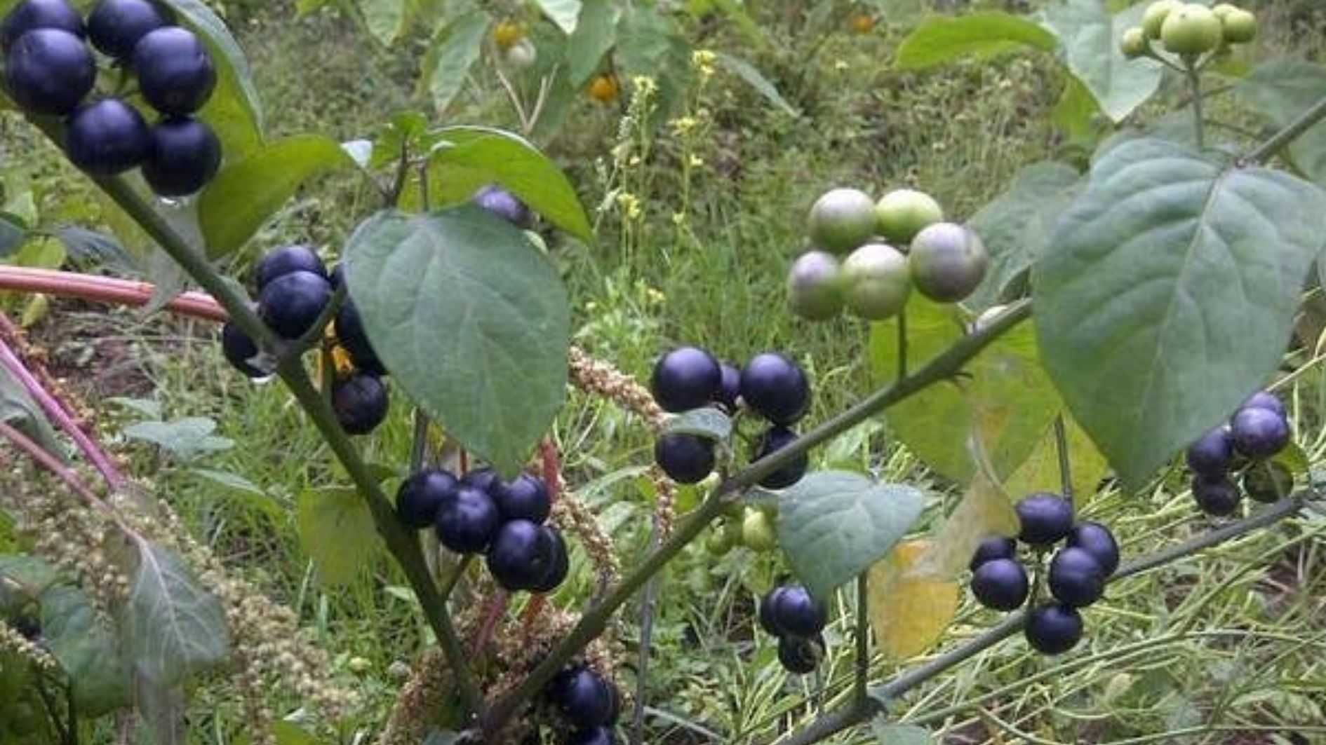 Leunca, Si Pahit Pedas yang Jadi Pelengkap Lalapan Khas Sunda ...