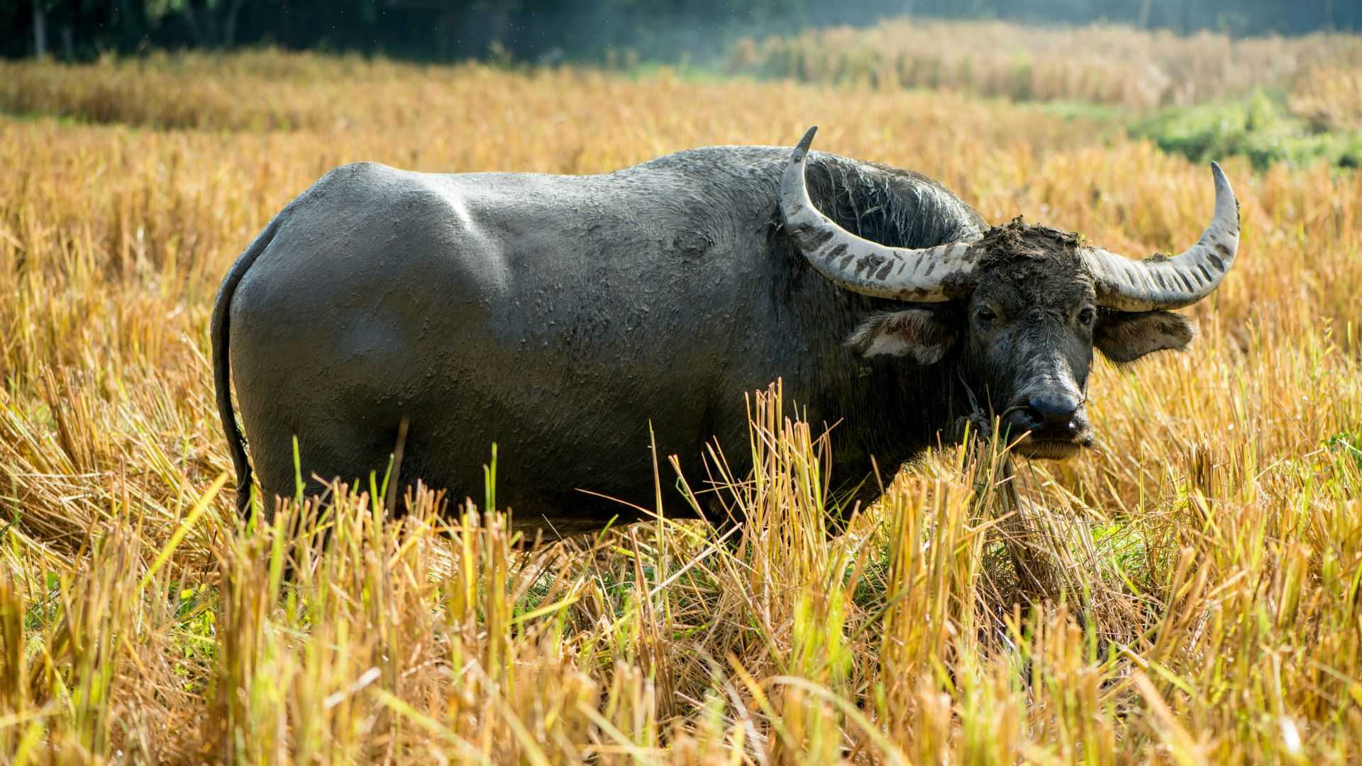 Tradisi Mikanyaah Munding, Kearifan Lokal Sunda yang Masih Lestari ...